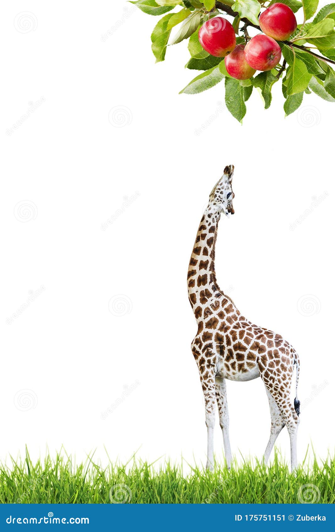 Giraffe Stretching For Newly Sprouted Leaves On Tree Tops Stock Image ...