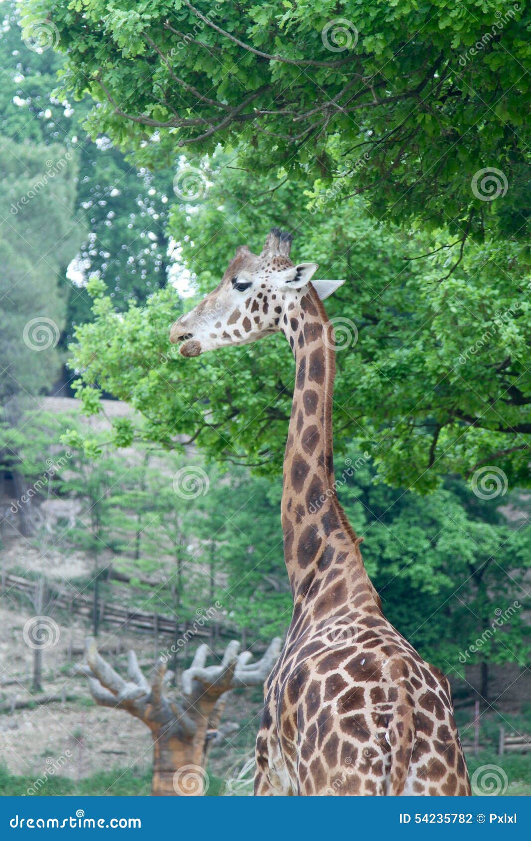 Giraffe Reaching for Leaves Stock Photo - Image of reaching, animal ...
