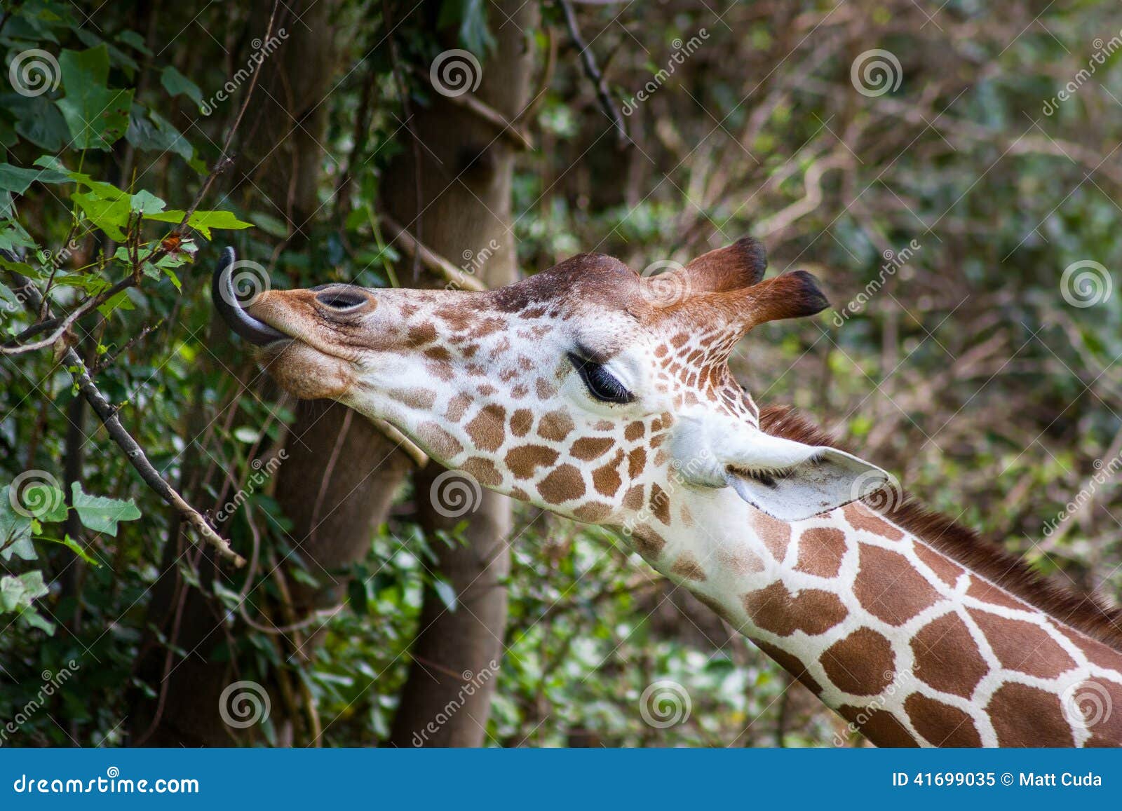 Giraffe stock image. Image of leaf, feeding, eating, forest - 41699035