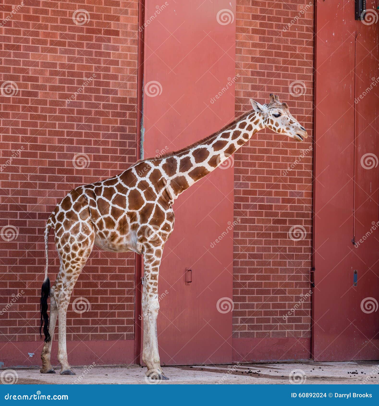 Giraffe and Red Brick stock photo. Image of wild, animal - 60892024