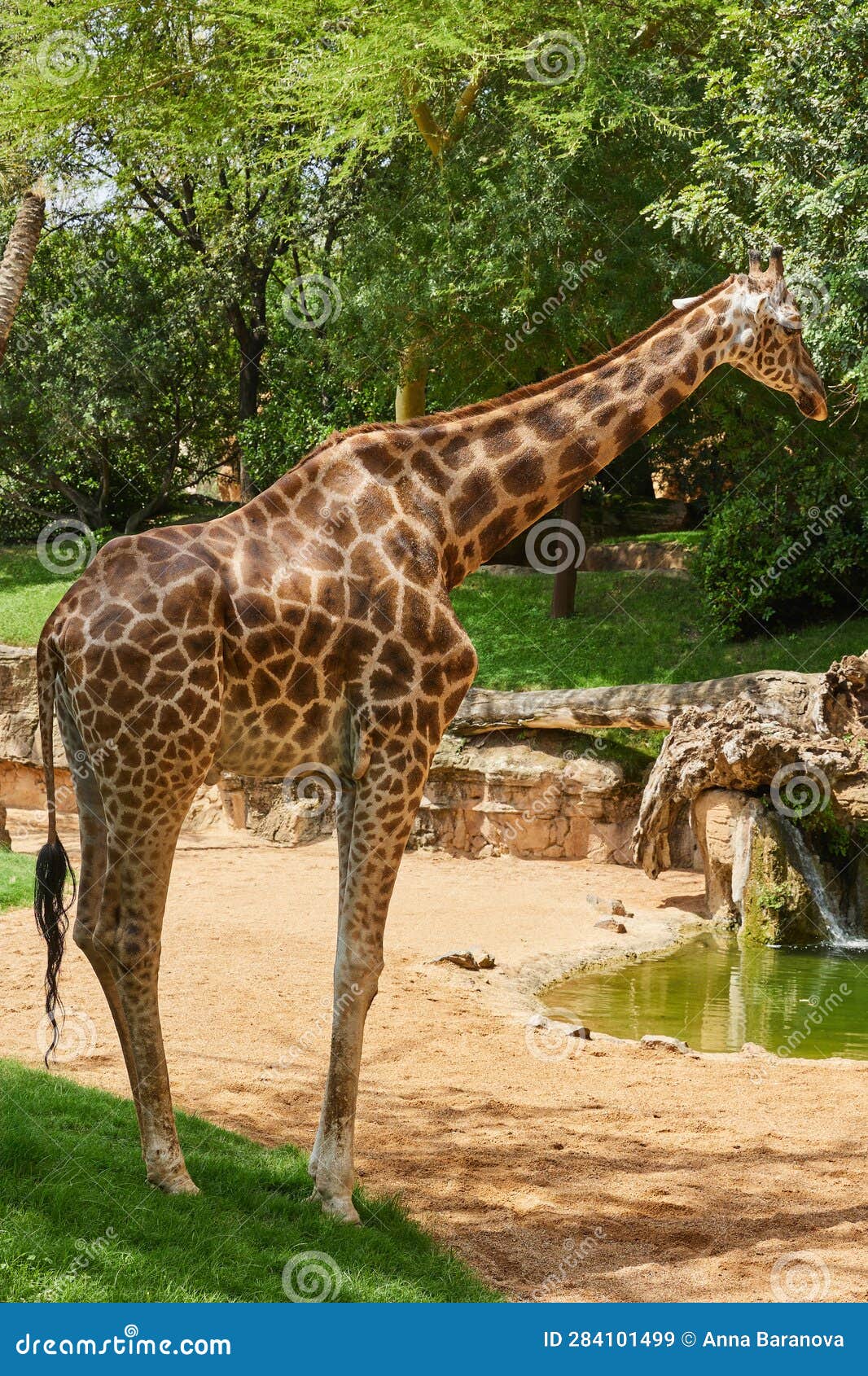 A Giraffe is Resting in the Shade of Trees Stock Image - Image of ...