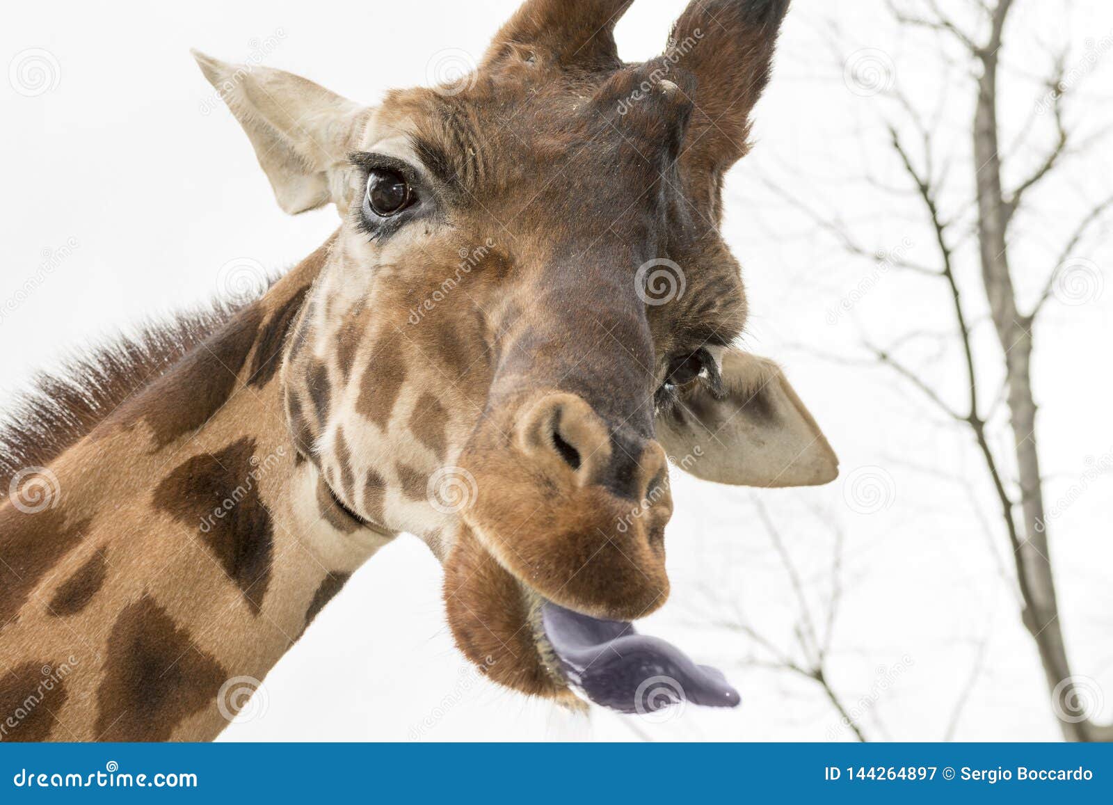 Giraffe resting in a zoo stock image. Image of herbivorous - 144264897