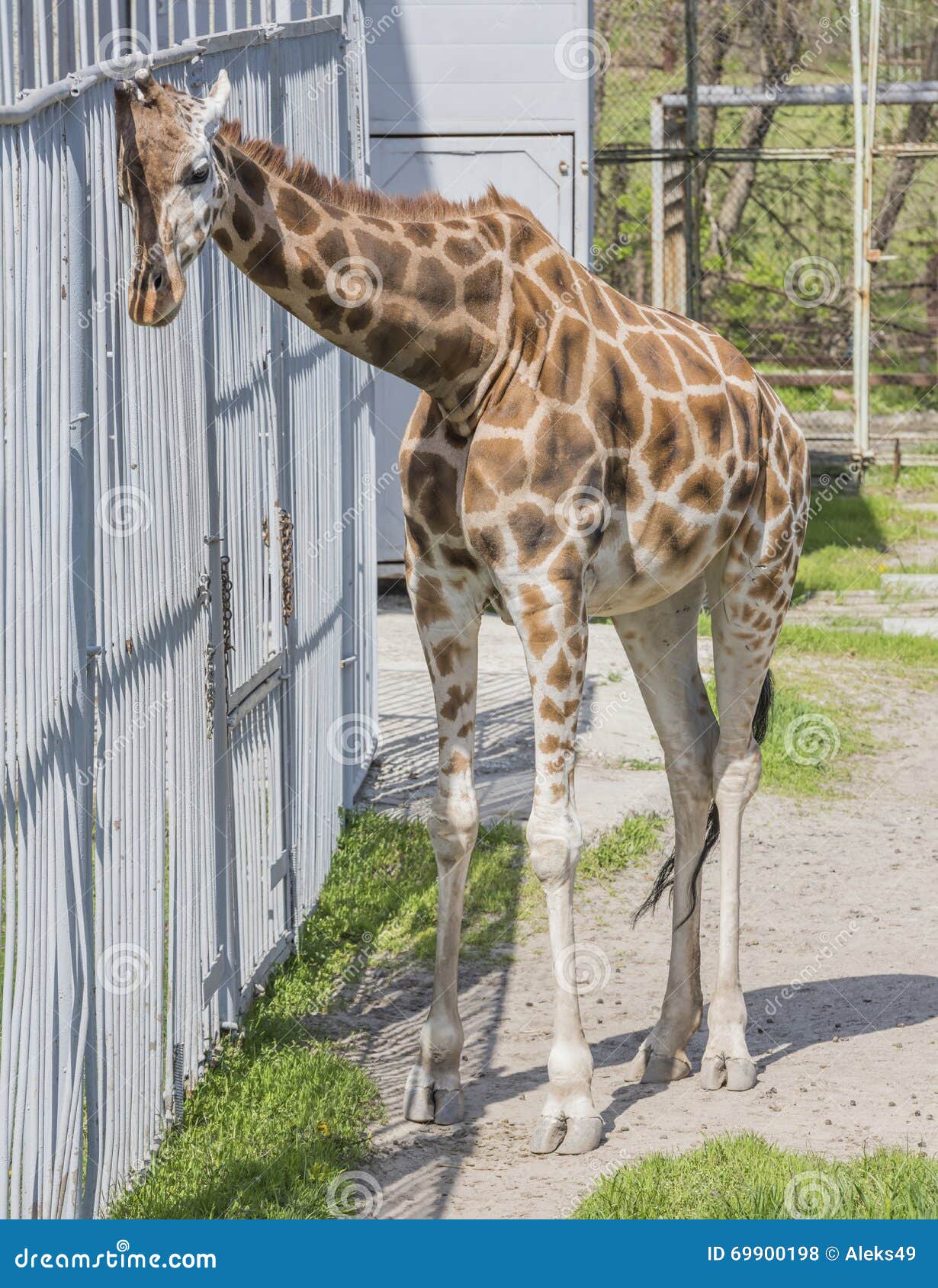 Giraffe Rubs Horns on Fence Stock Photo - Image of conservation, beige ...