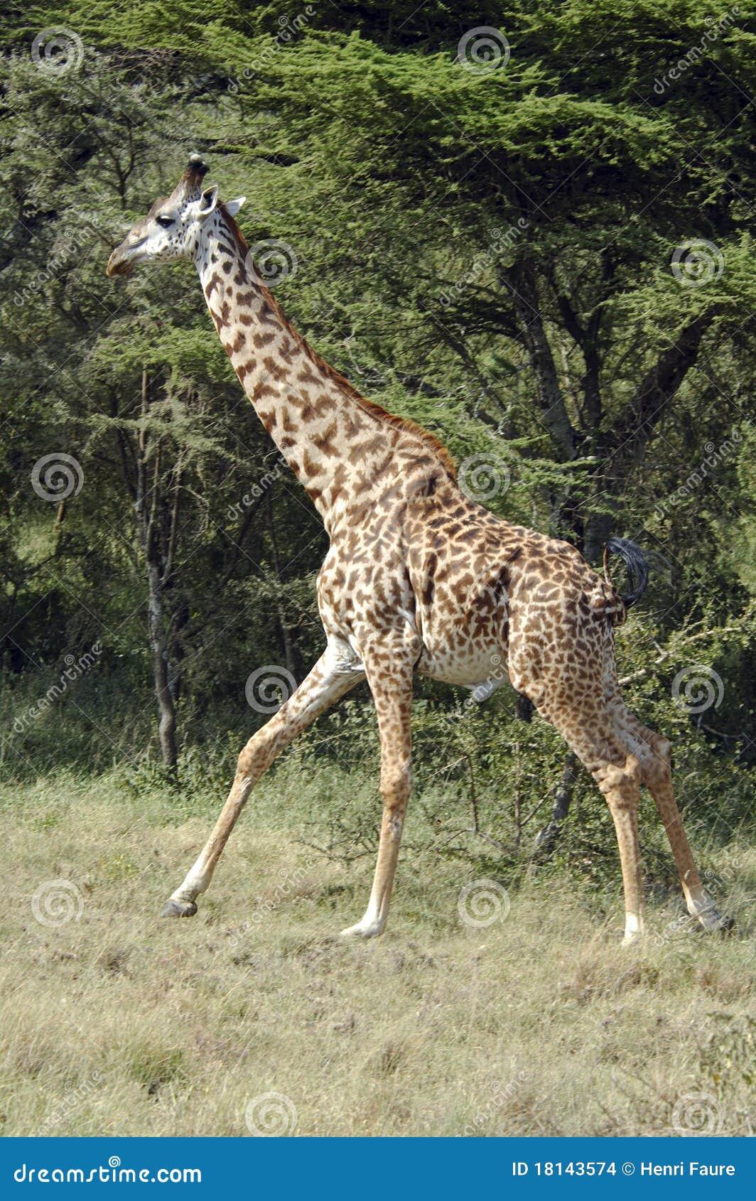 Giraffe running stock photo. Image of huge, mammal, tanzania - 18143574