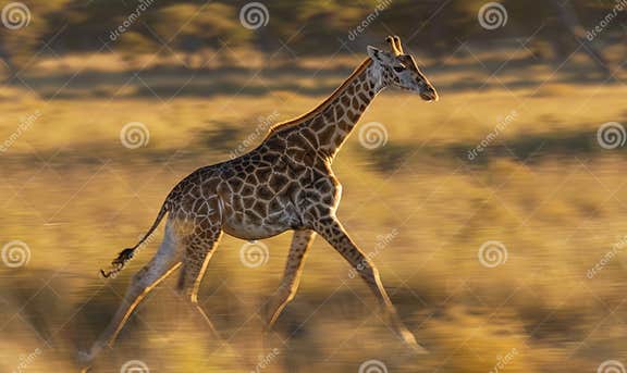 Giraffe Running Across the Plains, Dynamic Movement Stock Photo - Image ...