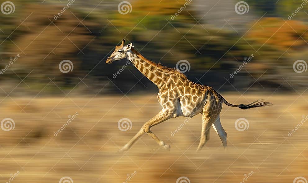 Giraffe Running Across the Plains, Dynamic Movement Stock Illustration ...