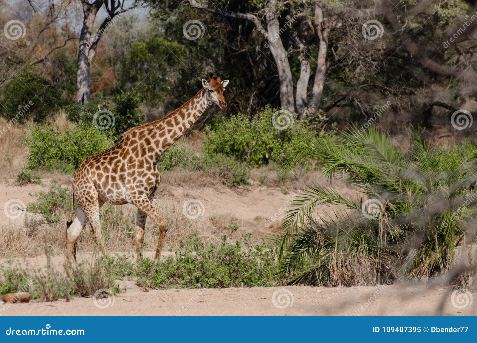 Giraffe Running Across the Sands Towards the Herd Stock Image - Image ...