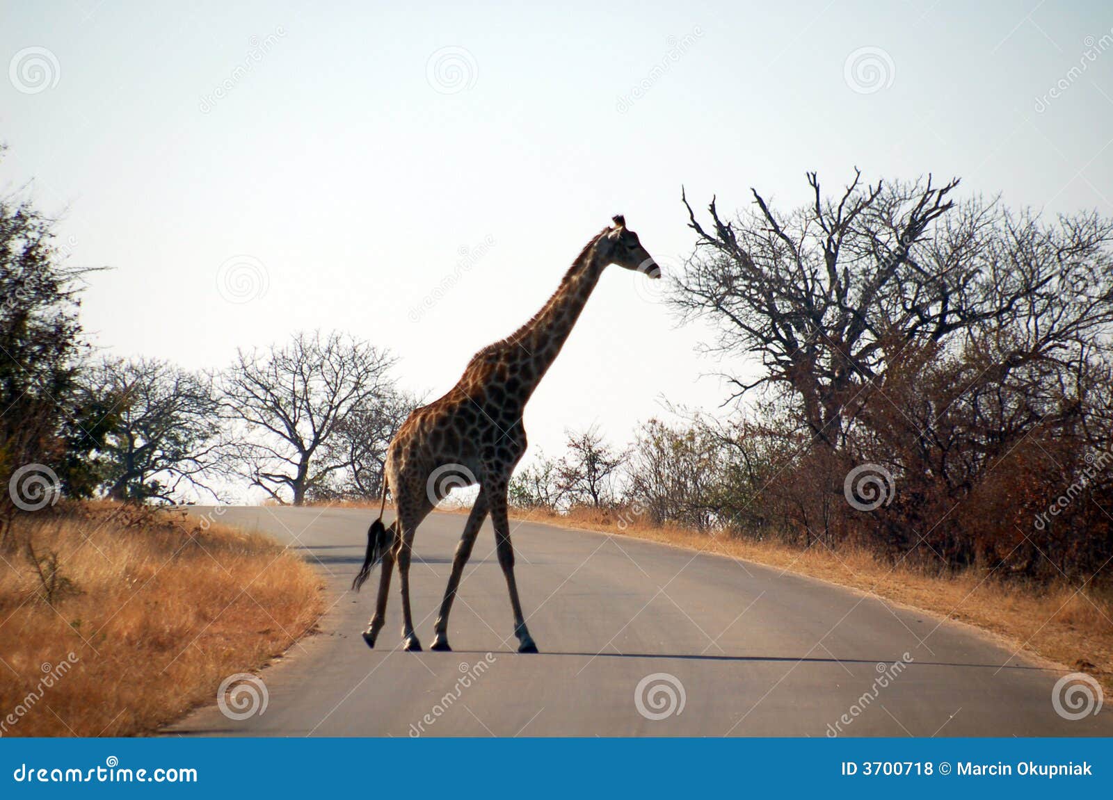 Giraffe s crossing stock photo. Image of crossing, journey - 3700718