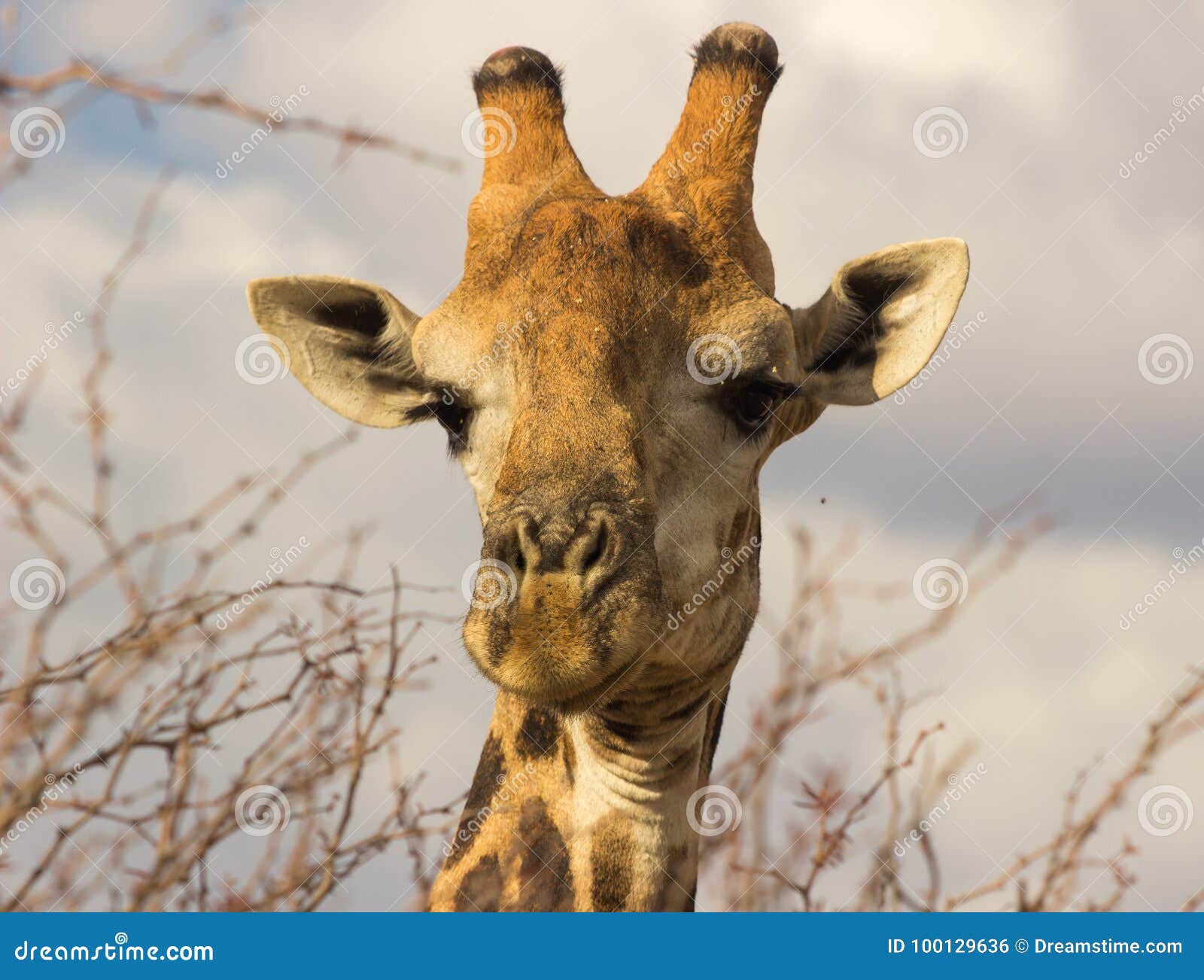 Giraffe`s head stock photo. Image of africa, wildlife - 100129636