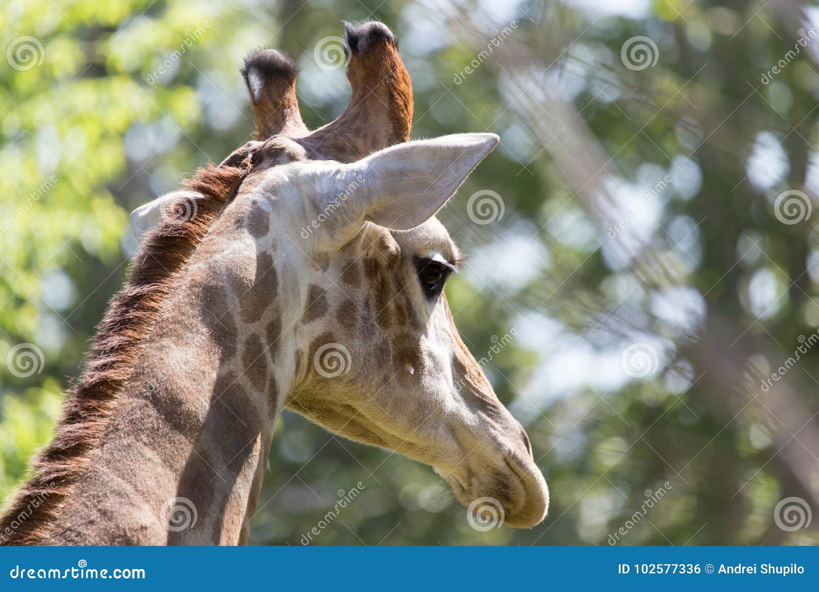 Giraffe`s head stock photo. Image of africa, head, giraffe - 102577336