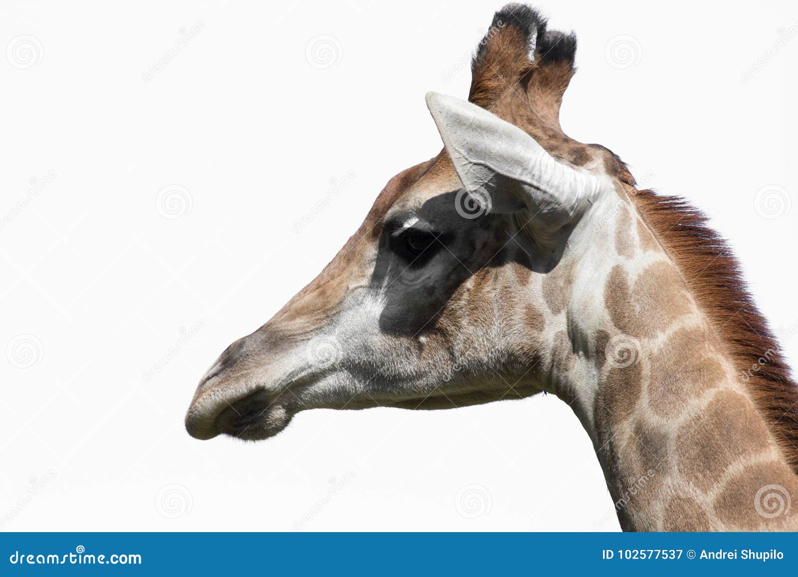 Giraffe`s head stock image. Image of high, head, african - 102577537
