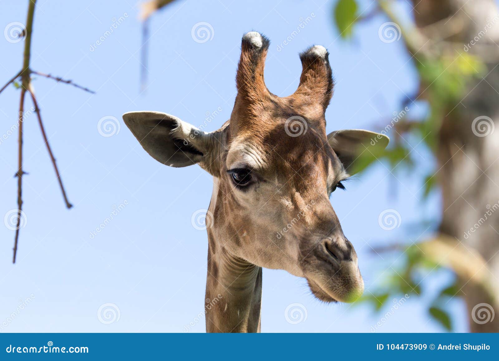 Giraffe`s head stock image. Image of camelopardalis - 104473909