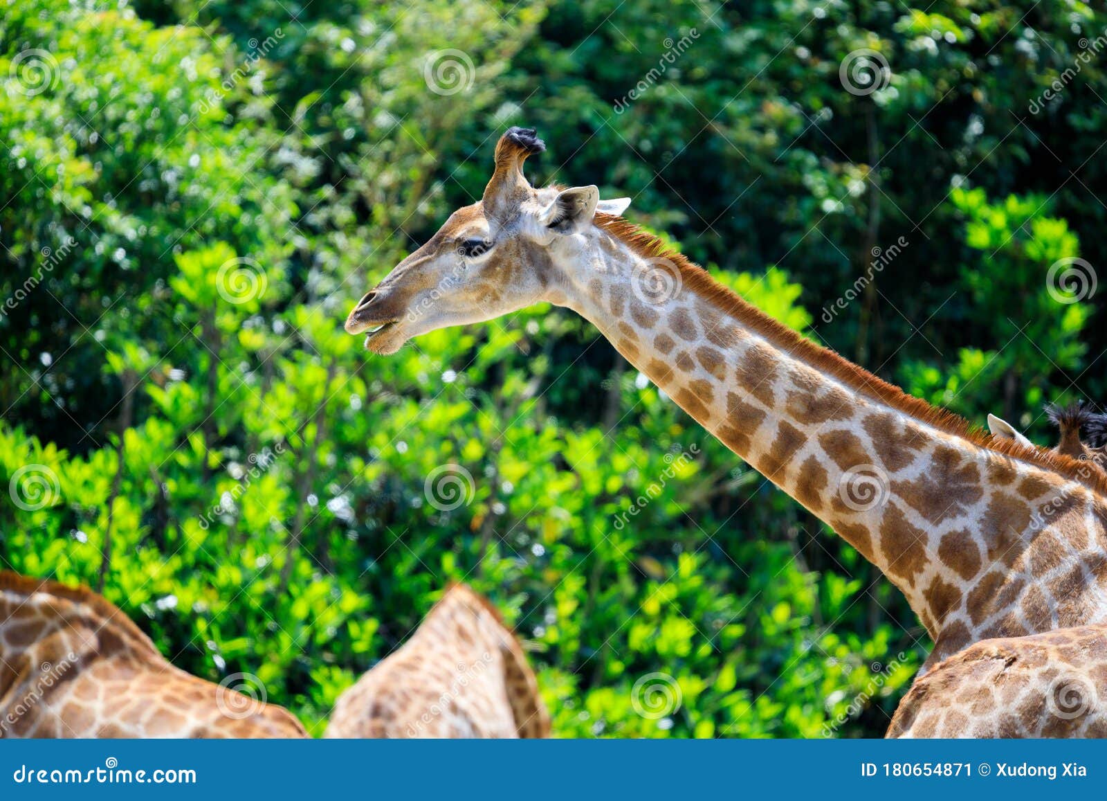 The neck of a giraffe stock image. Image of long, neck - 180654871