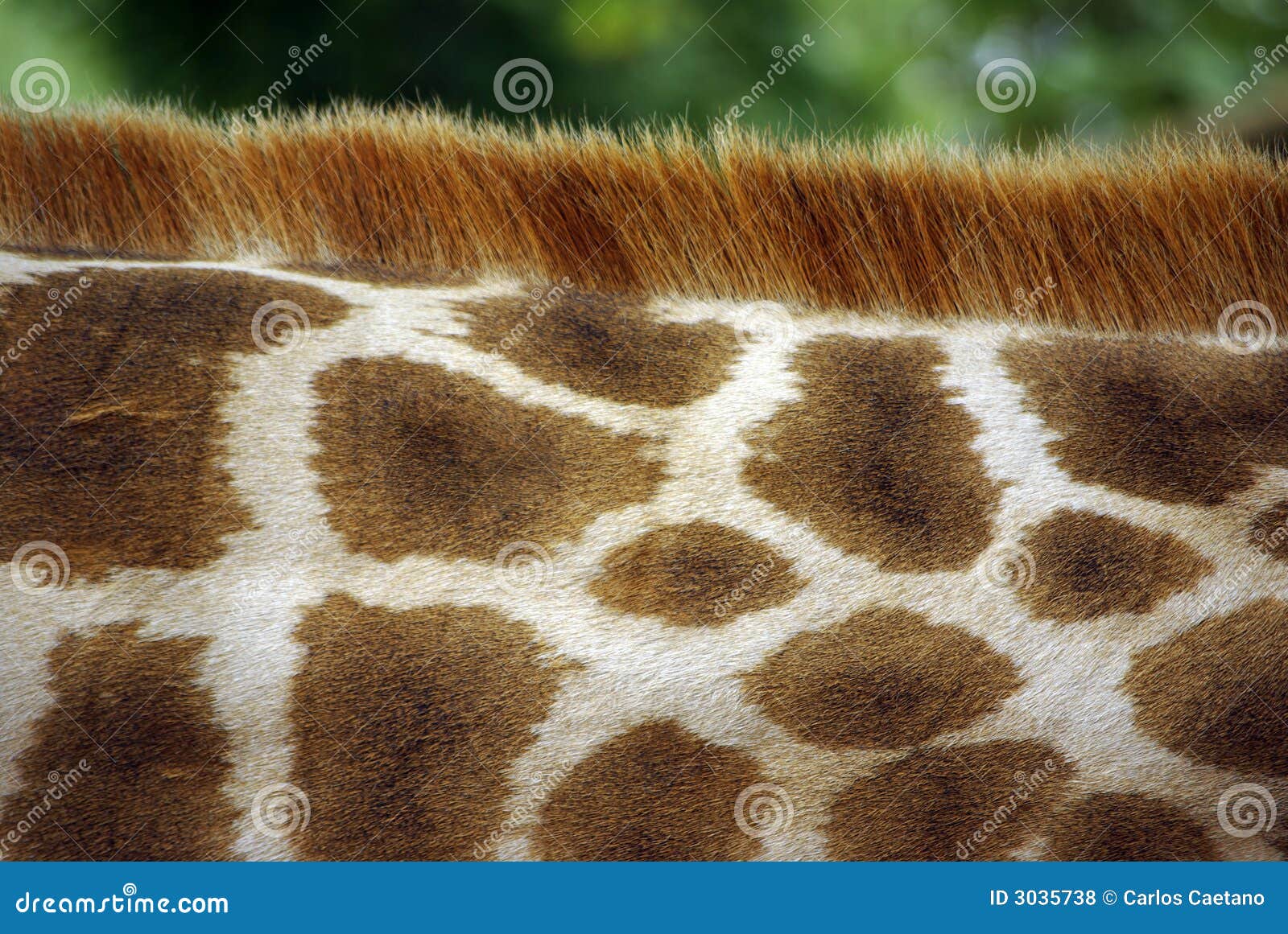 Giraffe s Neck stock photo. Image of face, girafa, detailed - 3035738