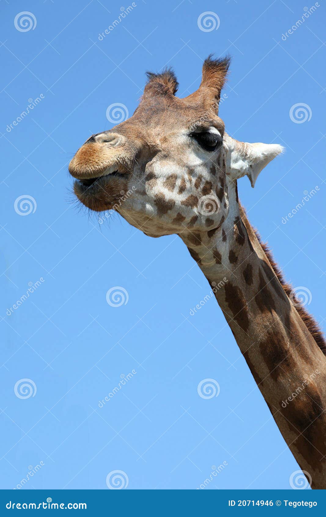 Giraffe S Neck Against Blue Sky Stock Photo - Image of savanna, serene ...