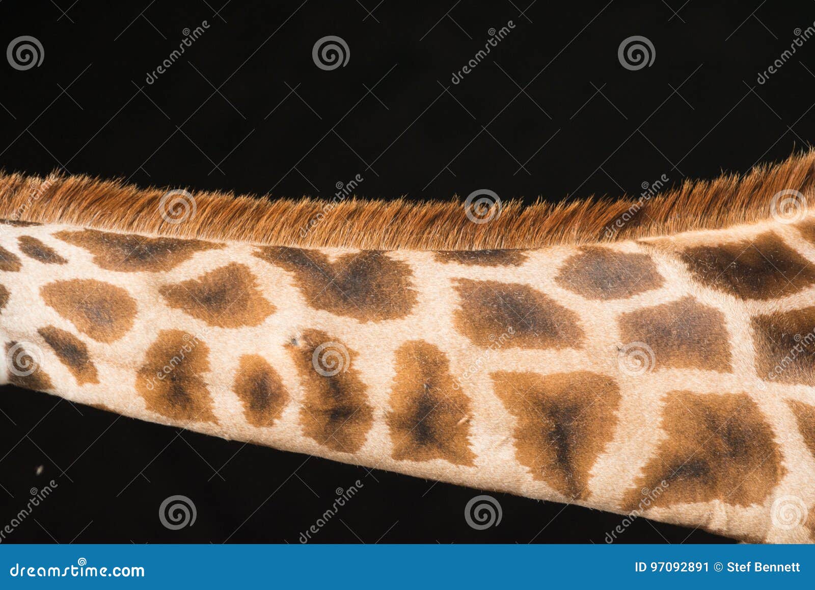 Giraffe stock image. Image of detail, landscapes, skin - 97092891