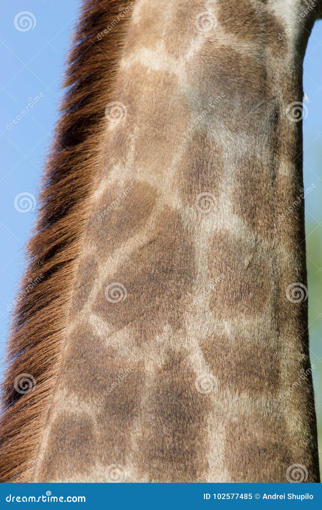 The giraffe`s neck stock image. Image of animal, natural - 102577485