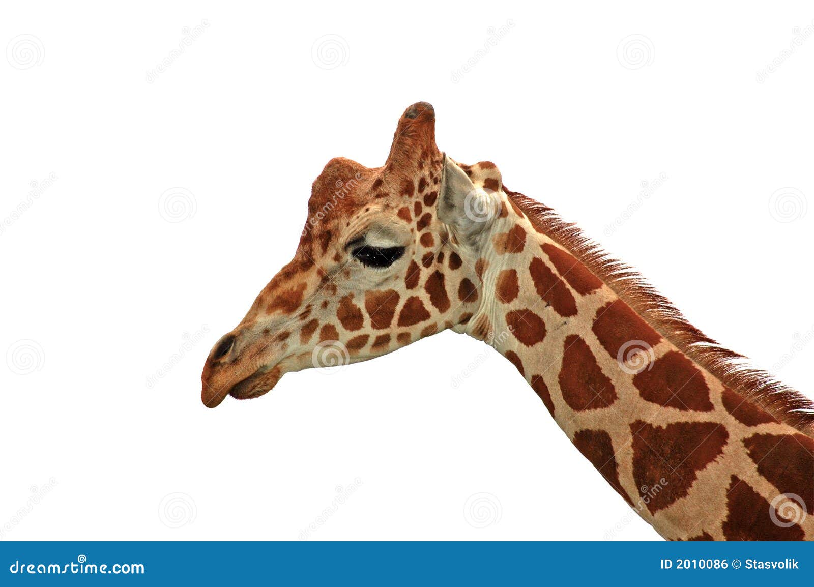 Giraffe - sadness on white stock photo. Image of nostrils - 2010086