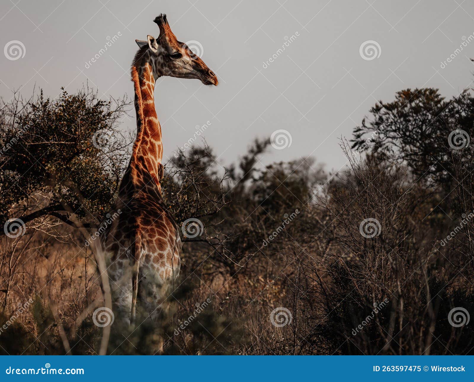 Giraffe in the Safari at Sunset Stock Image - Image of mammal, wild ...