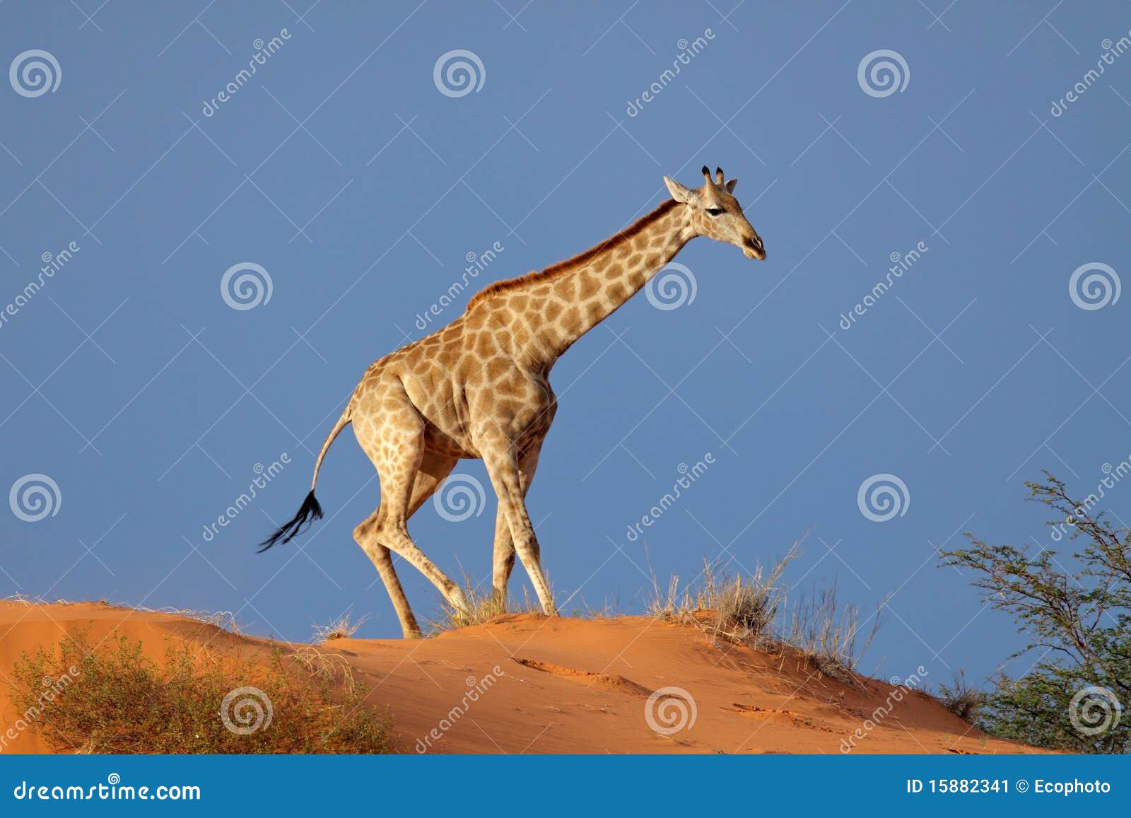 Giraffe on sand dune stock image. Image of alone, blue - 15882341