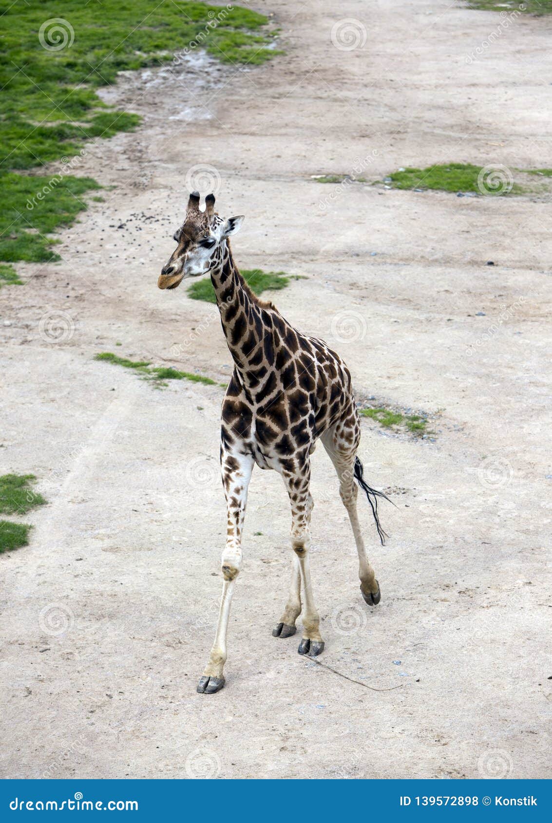Giraffe on a sandy walkway stock photo. Image of neck - 139572898