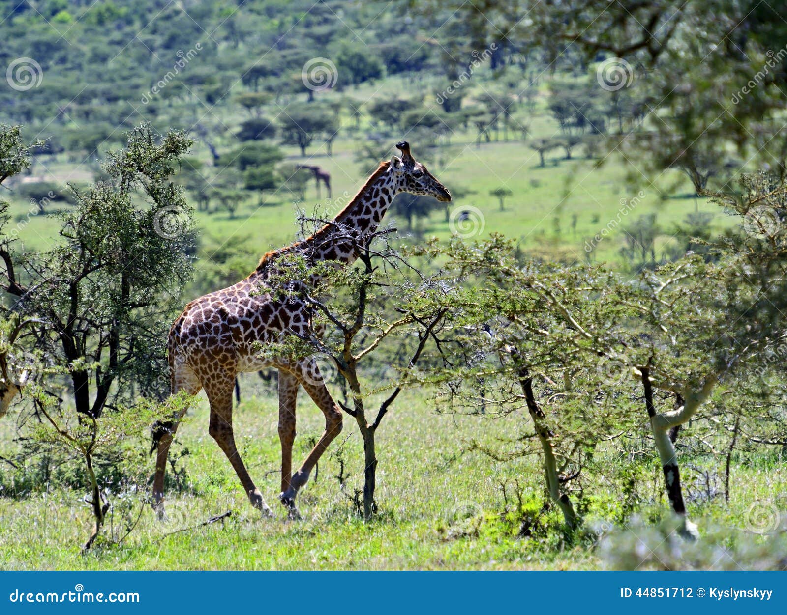 Giraffe stock photo. Image of dangerous, savannah, masai - 44851712