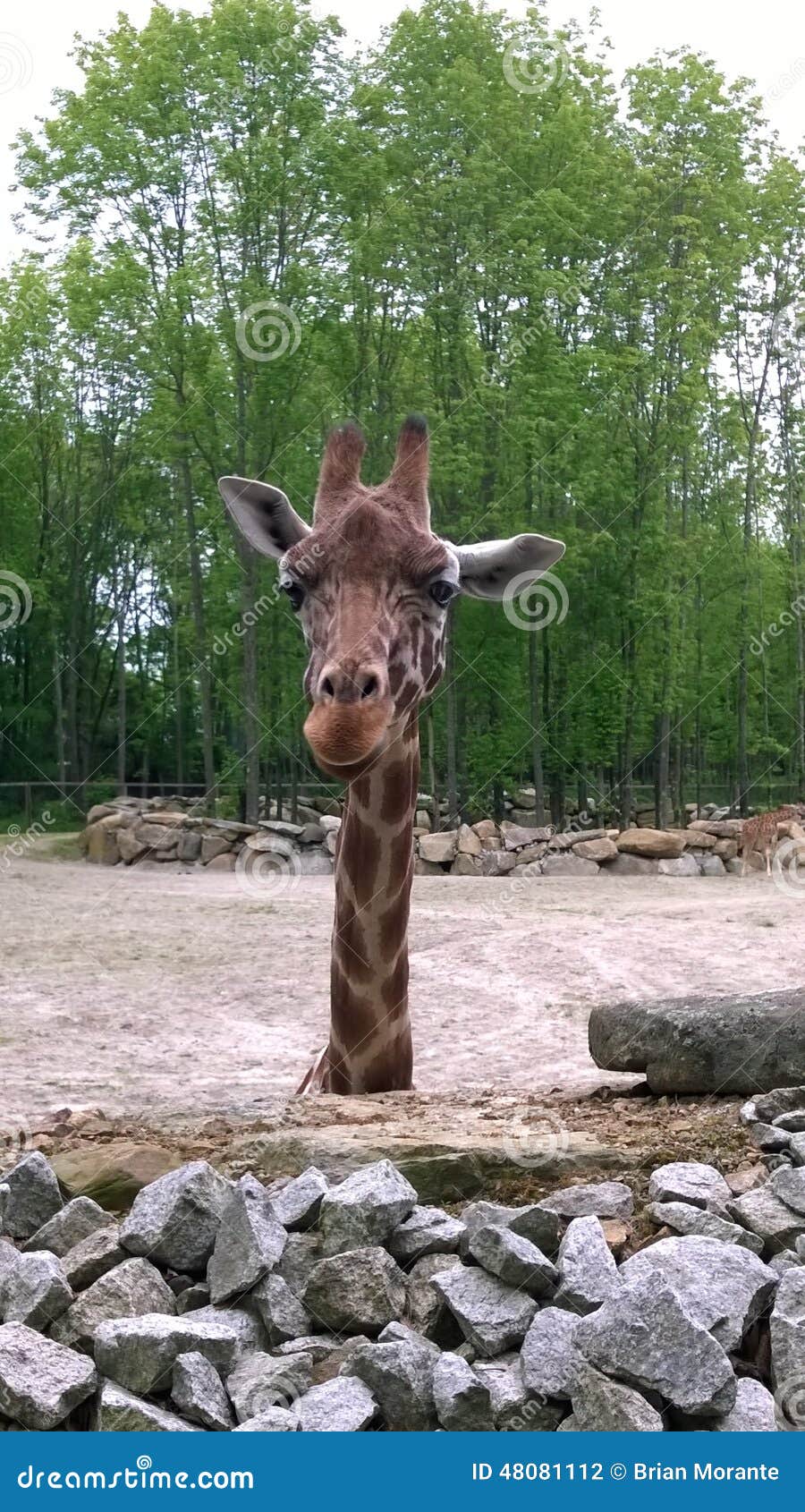 Giraffe stock photo. Image of wildlife, giraffe, animal - 48081112
