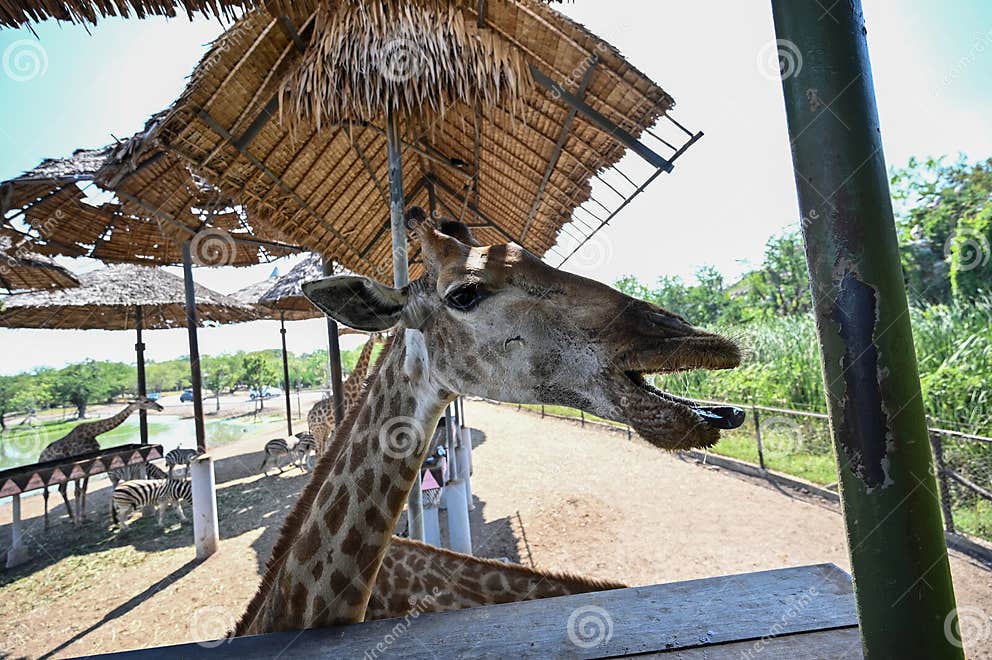Giraffe in the Shade at the Zoo Stock Image - Image of destinations, captivity: 328651585