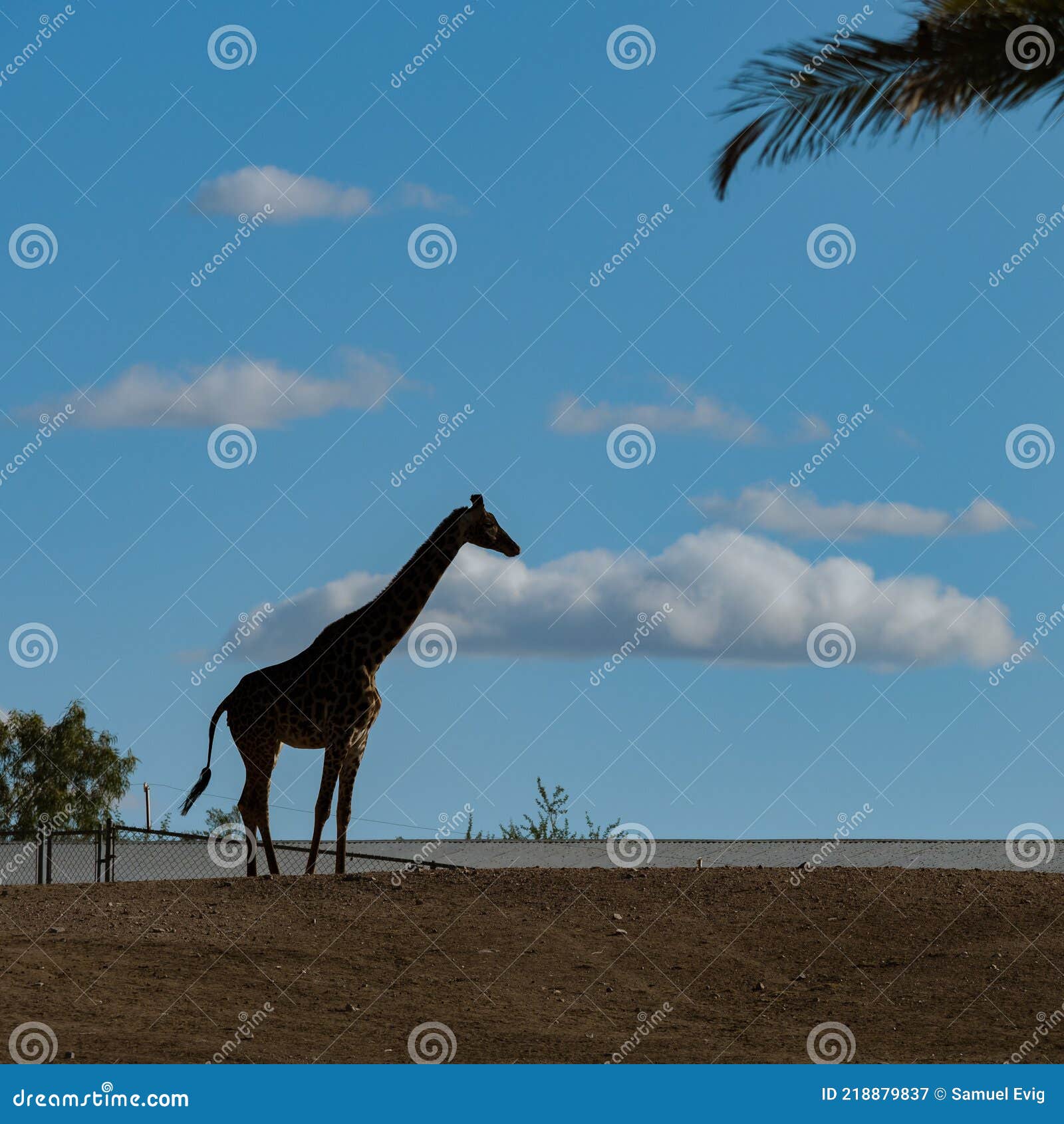 Giraffe stock image. Image of profile, african, shadow - 218879837