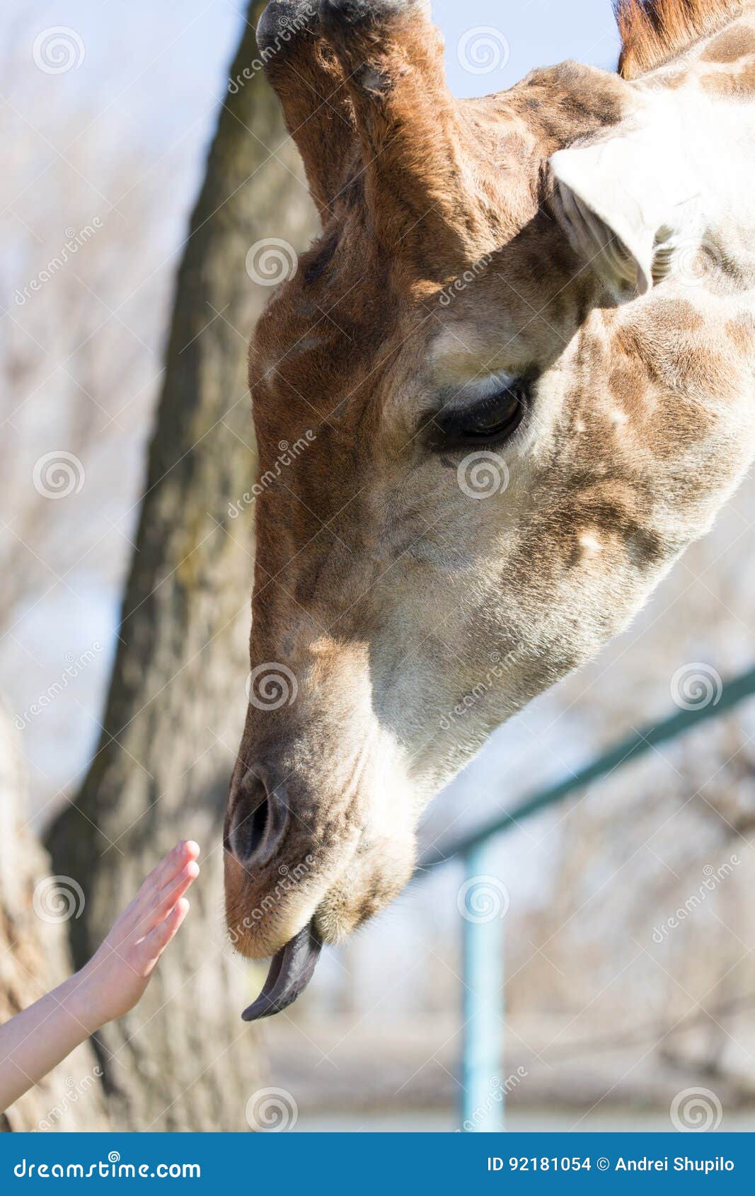 Giraffe Shows the Language in Nature Stock Photo - Image of mane ...