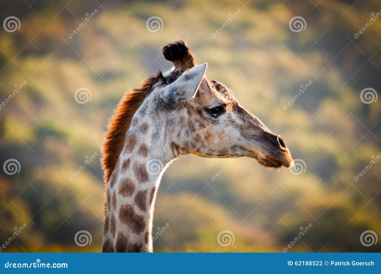 Giraffe from the side stock photo. Image of animal, safari - 62188522