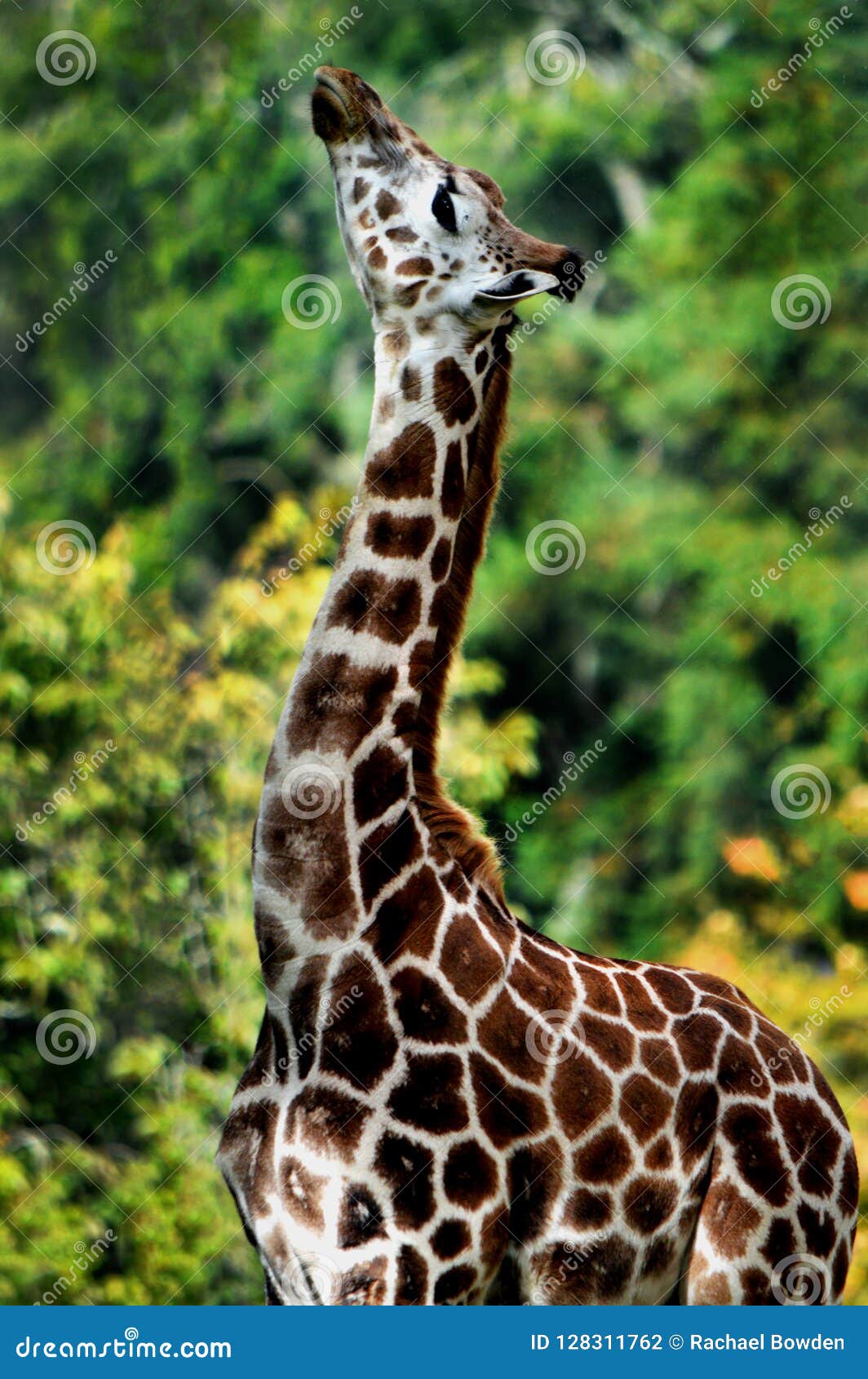 Giraffe side profile stock photo. Image of portrait - 128311762