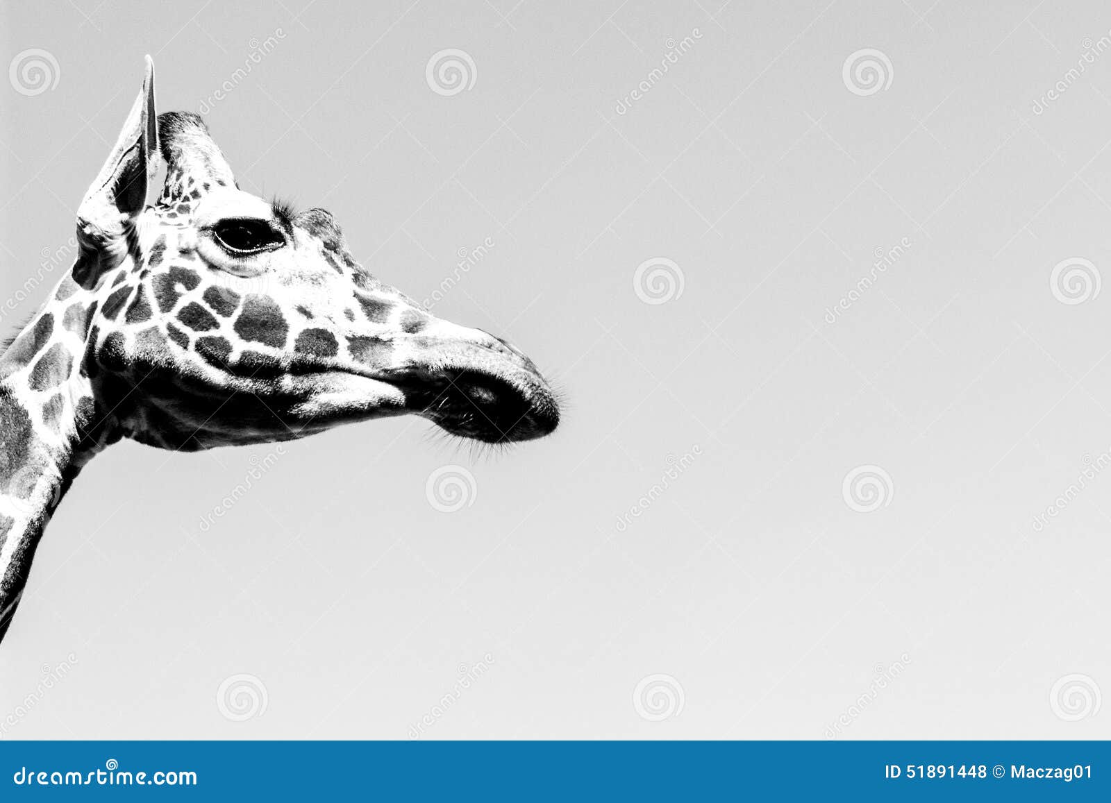 Giraffe - Side Profile Monochrome Stock Photo - Image of reserve ...