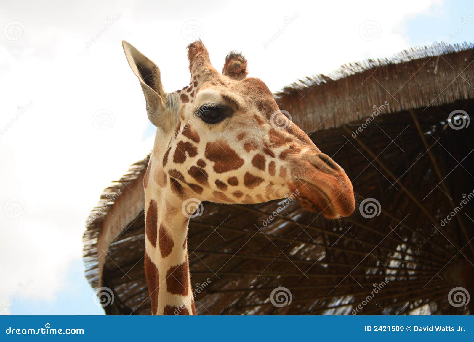 Giraffe Side View stock image. Image of texas, head, giraffes - 2421509