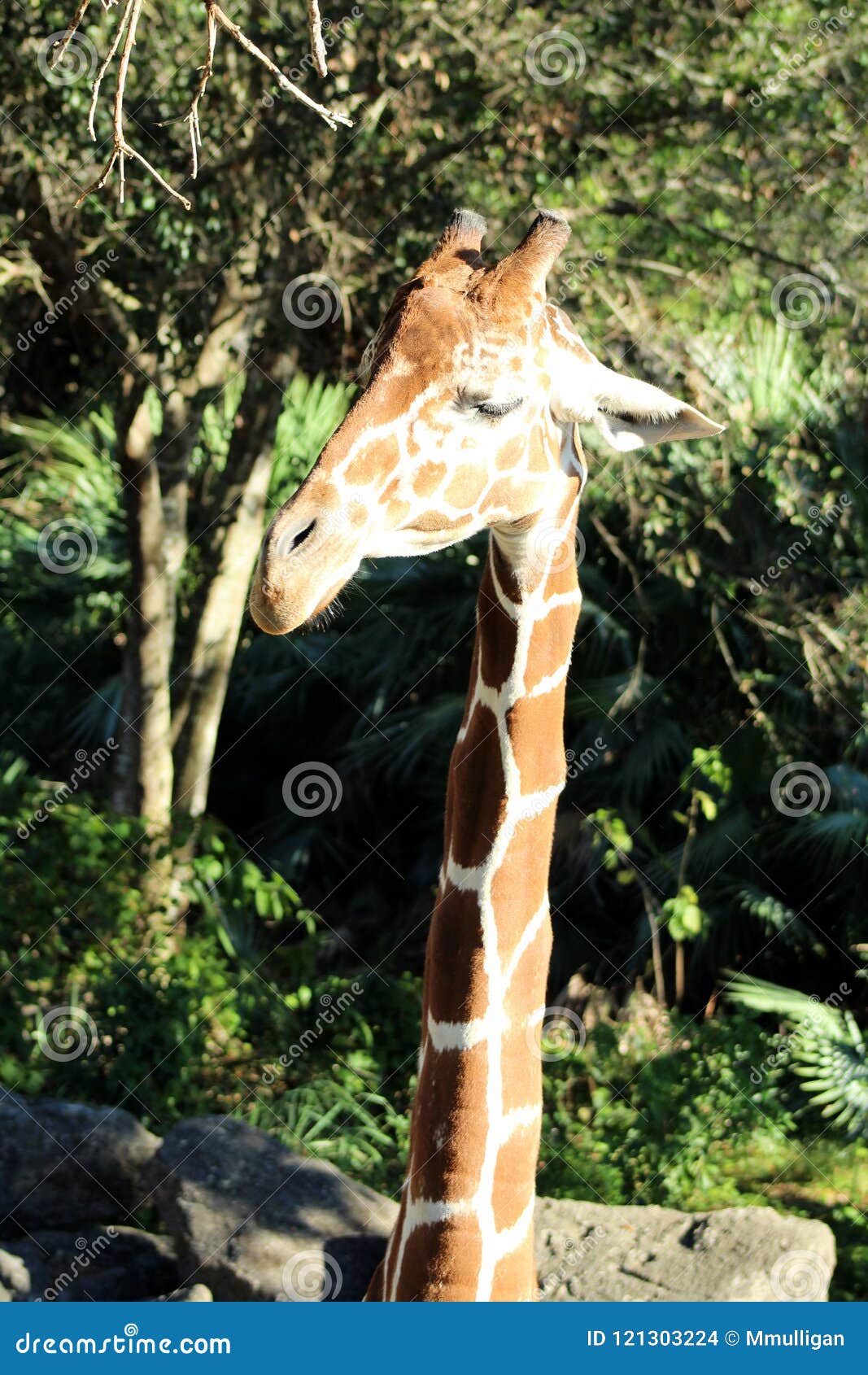 Giraffe Side View stock photo. Image of africa, eats - 121303224