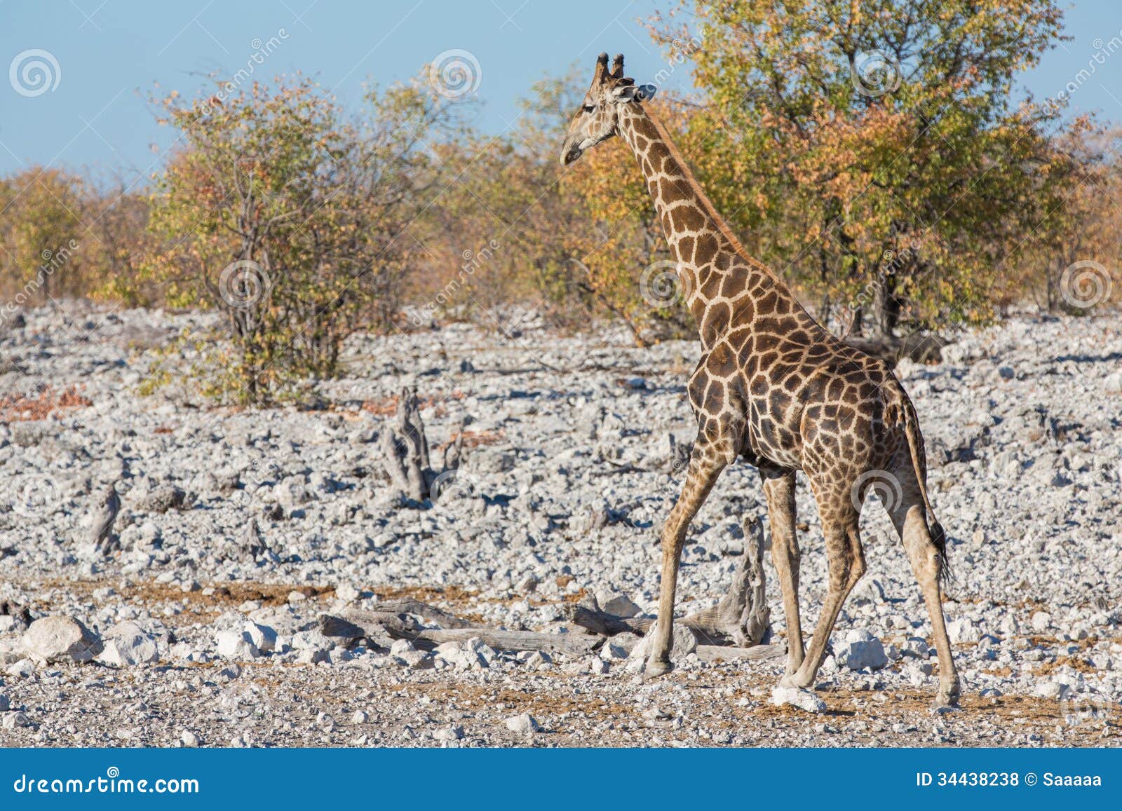 A giraffe stock photo. Image of wild, mara, east, spotty - 34438238