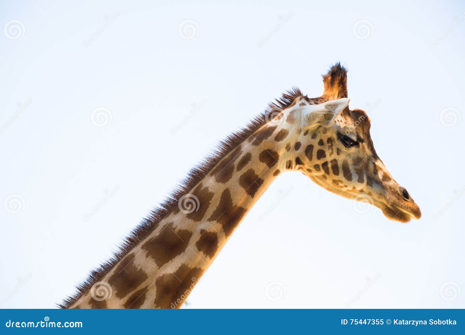 Side Giraffe Head And Neck