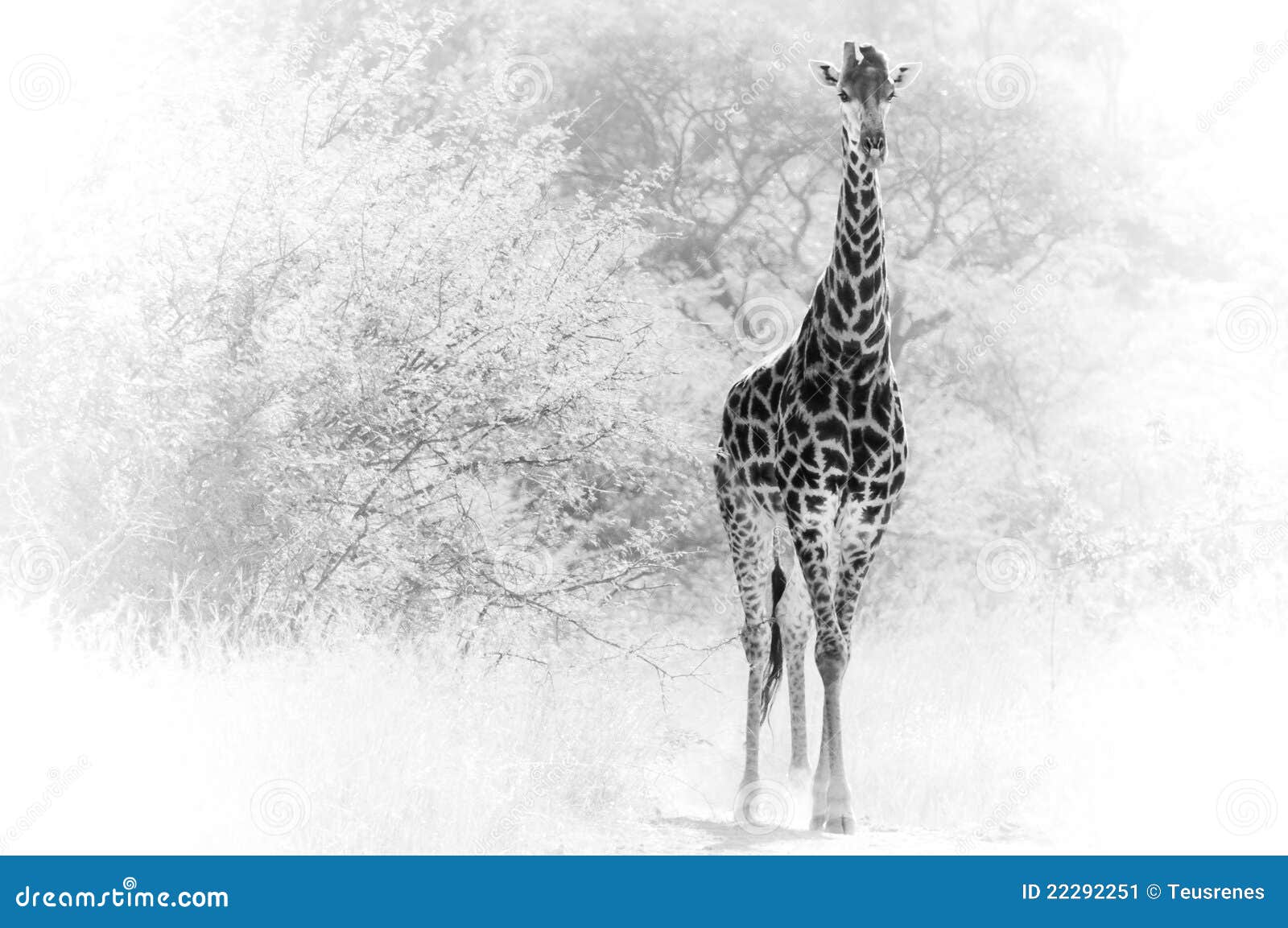 Giraffe Single stock image. Image of natural, adult, generation - 22292251