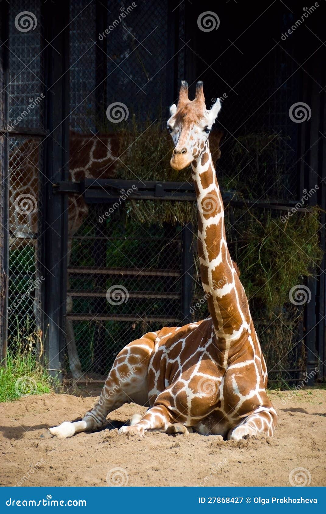 Giraffe sitting stock image. Image of neck, yellow, long - 27868427