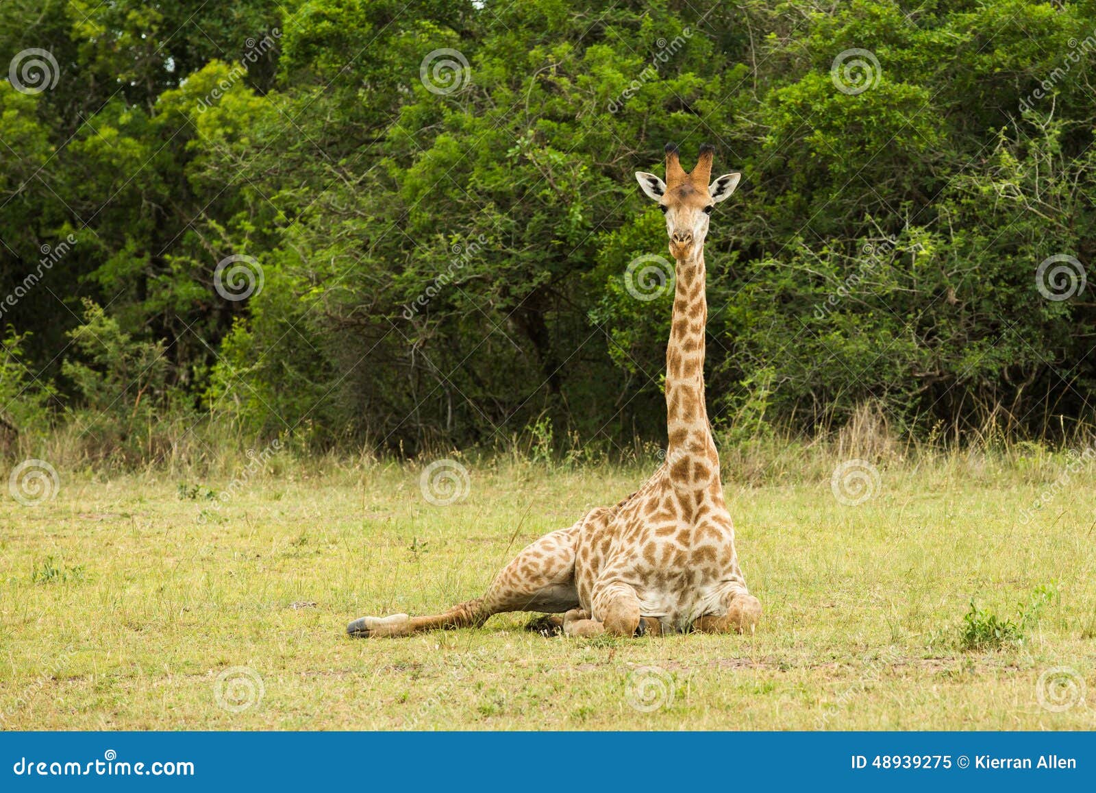 Giraffe Sitting Down South Africa Stock Image - Image of bush, pattern ...