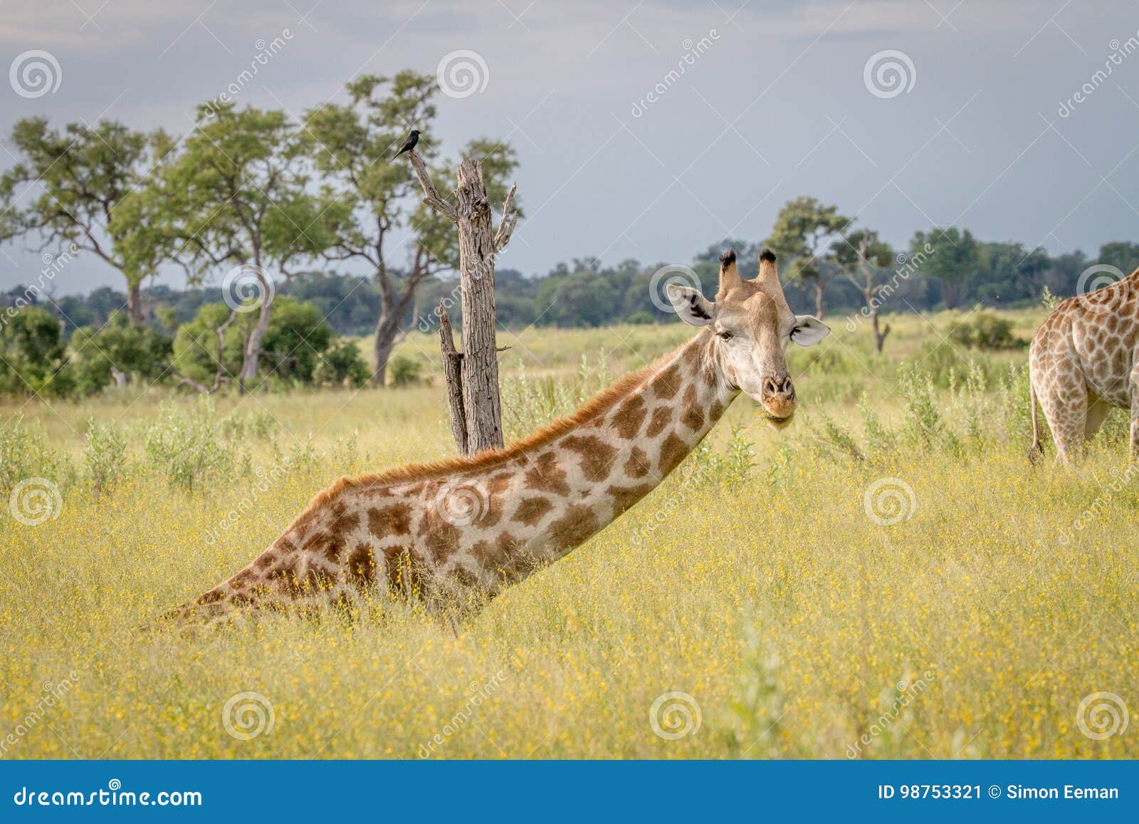 Giraffe Sitting and Eating Grass. Stock Image - Image of kruger, high ...