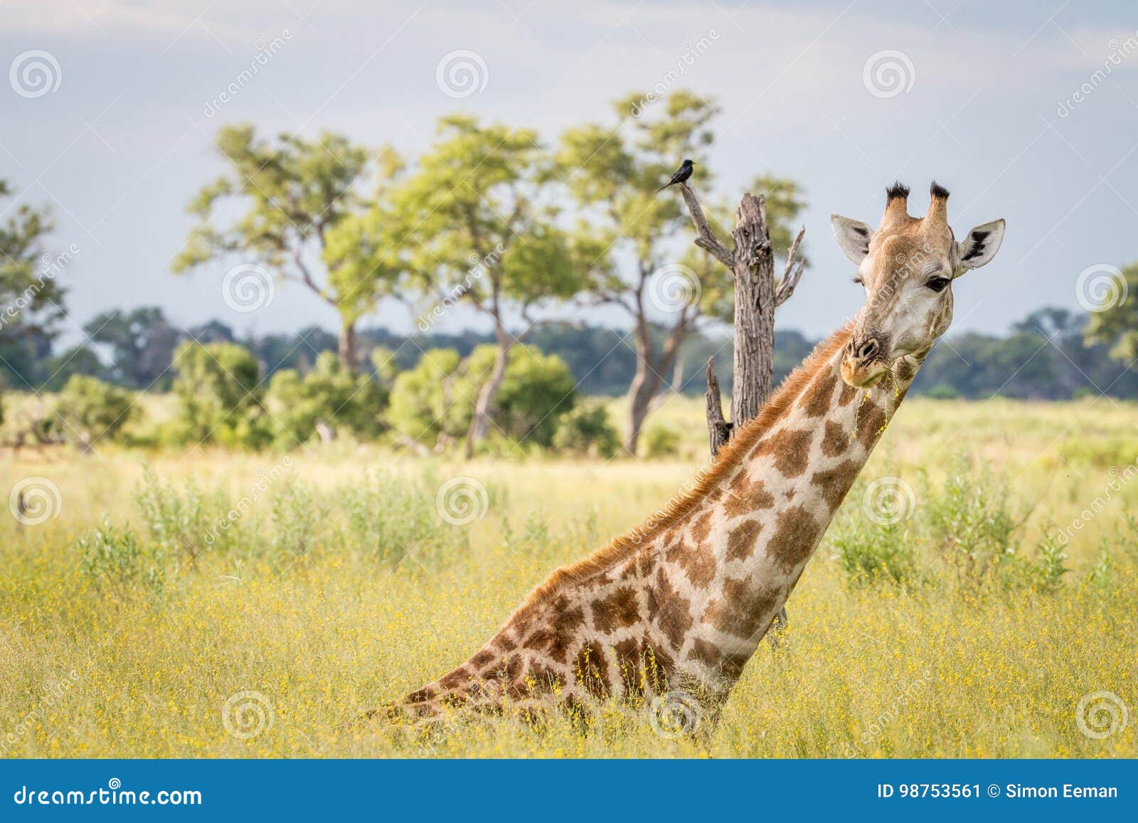 Giraffe Sitting and Eating Grass. Stock Image - Image of high, long ...