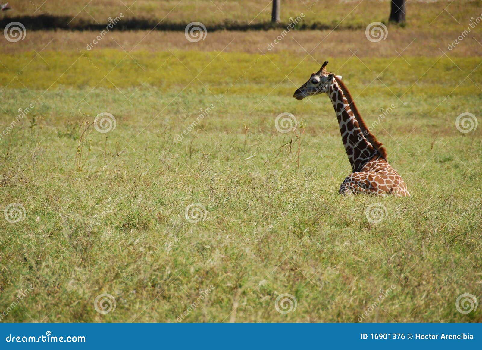 Giraffe sitting in grass stock photo. Image of brown - 16901376