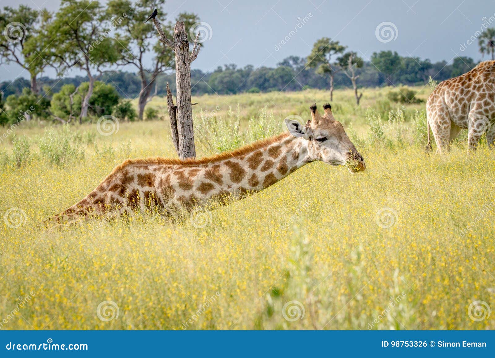Giraffe Sitting and Eating Grass. Stock Photo - Image of beautiful ...