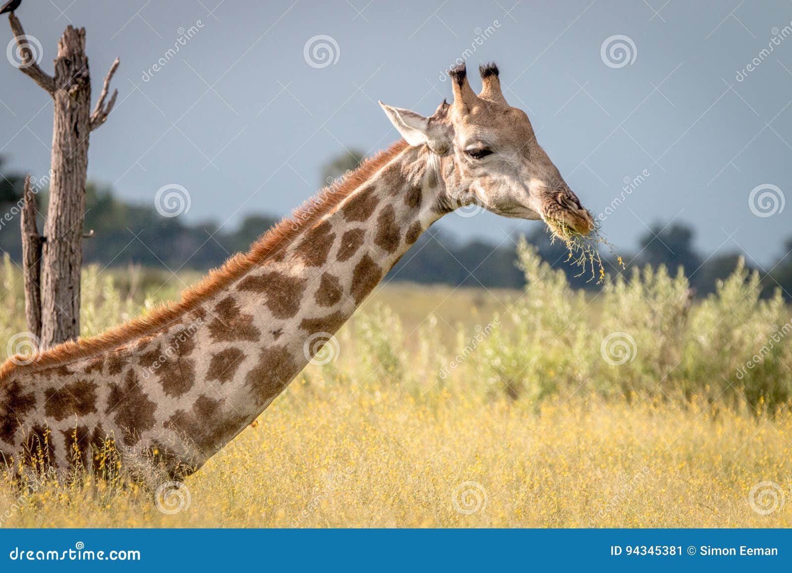 A Giraffe Sitting in the Grass. Stock Image - Image of plain, beautiful ...