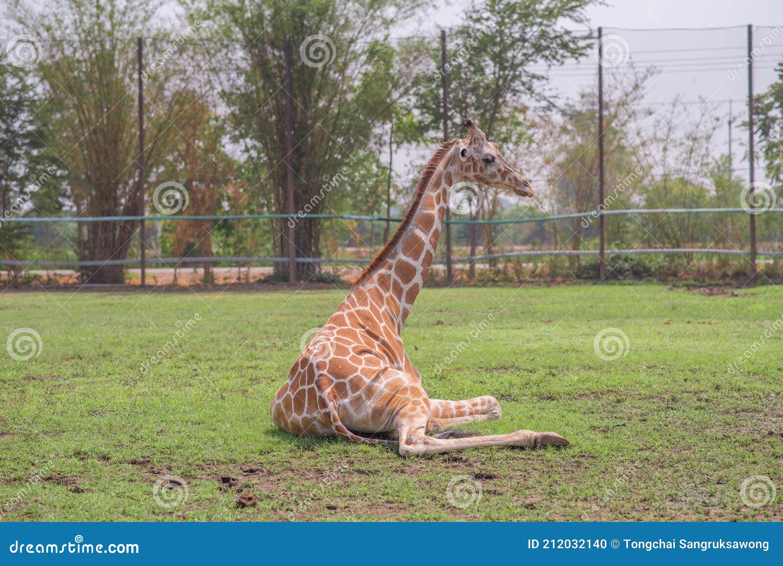 Giraffe Sitting on the Grass Stock Photo - Image of conservation ...