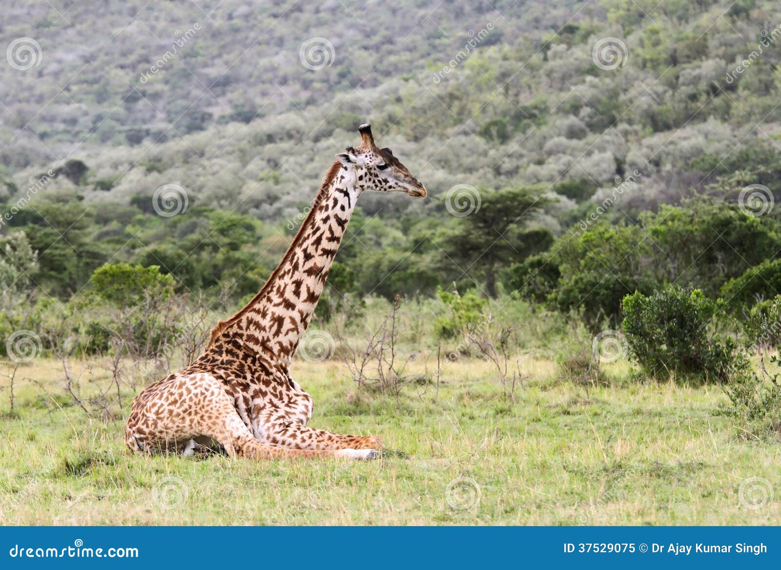A Giraffe Sitting on Grassland Stock Image - Image of beautiful, masai ...