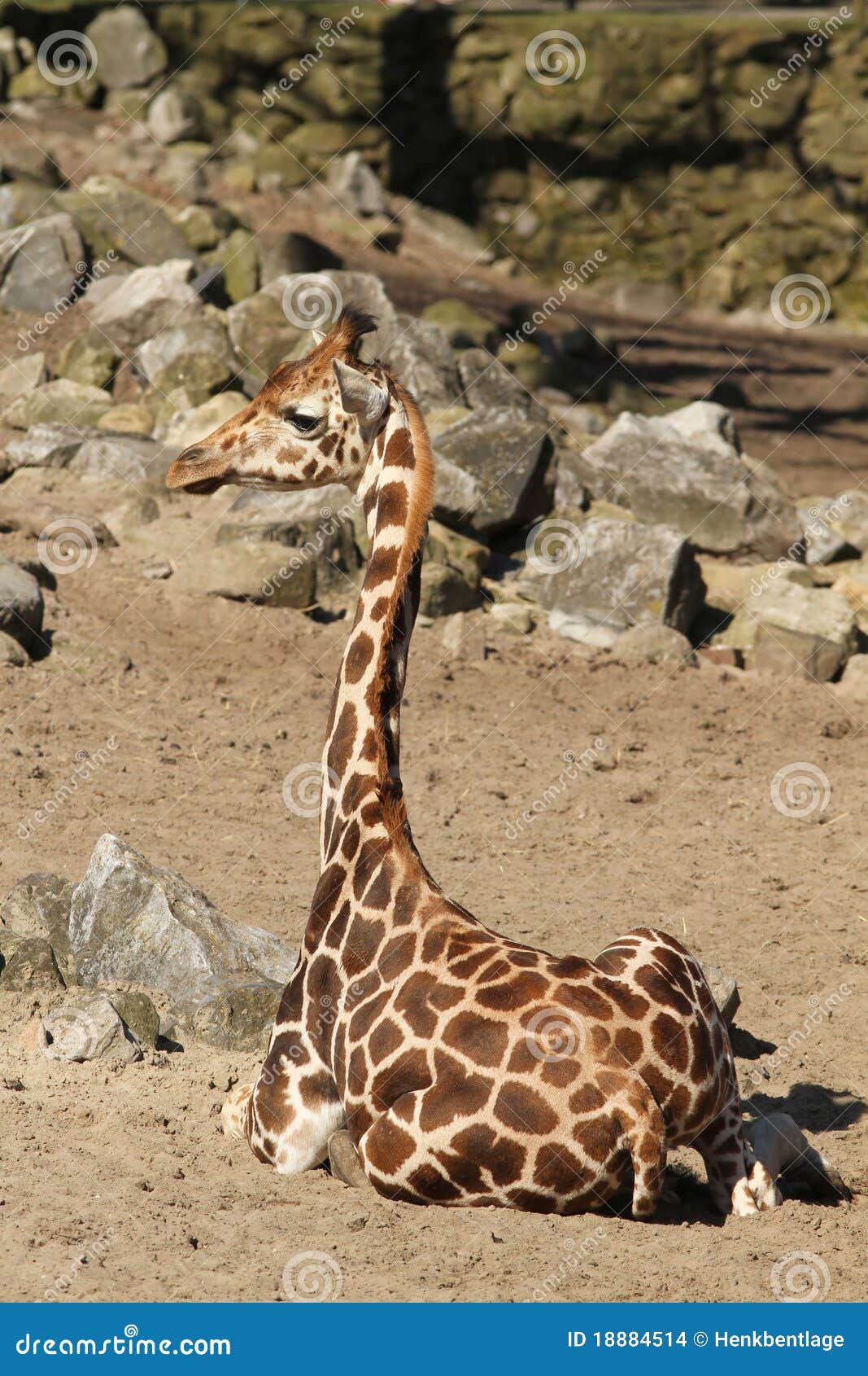 Giraffe Sitting On The Ground Stock Images - Image: 18884514