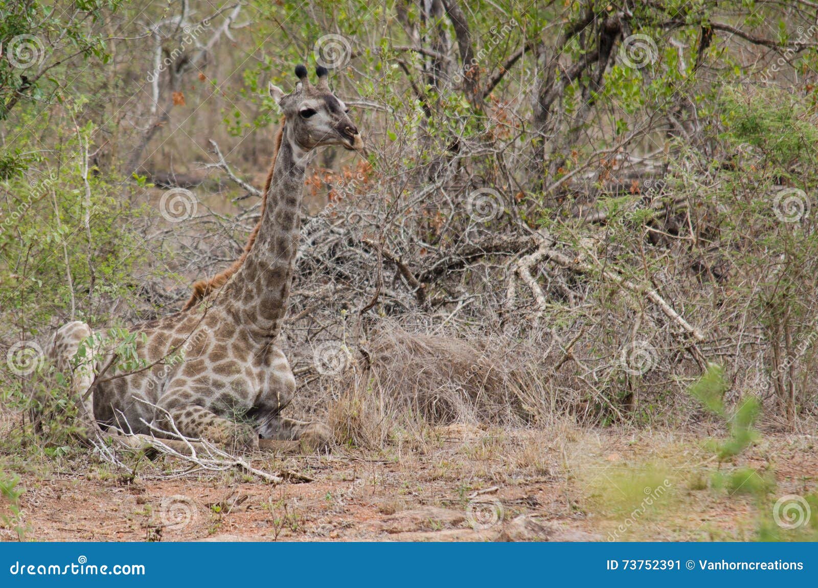 Giraffe Sitting on the Ground Stock Image - Image of white, mammal ...