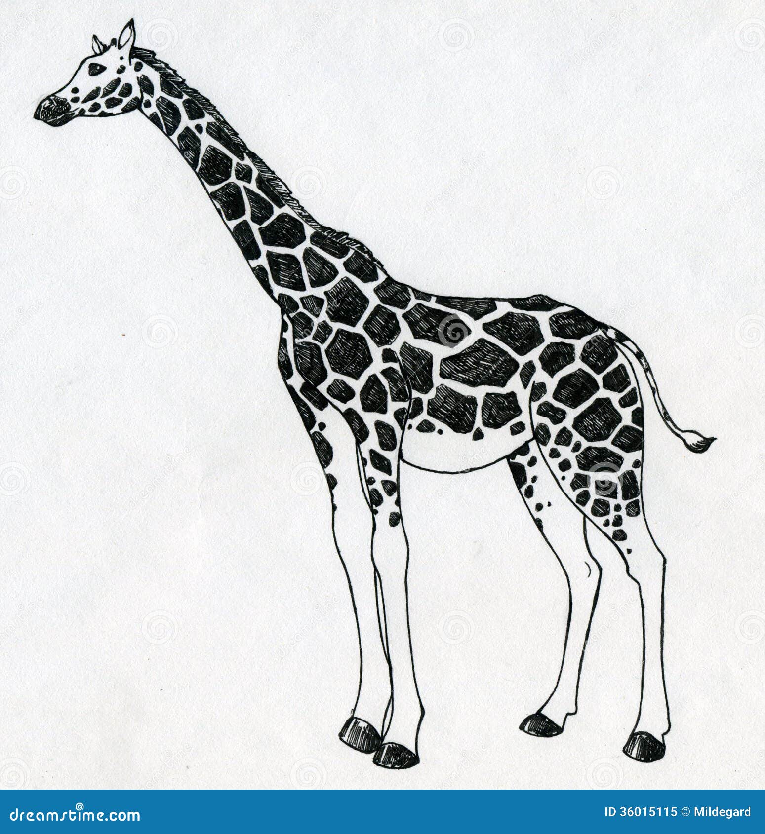 Giraffe Royalty Free Stock Photo - Image: 36015115